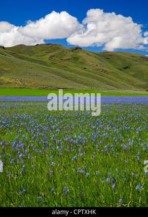 Camas County, Idaho: Centennial Marsh Camas Prairie Stock Photo - Alamy