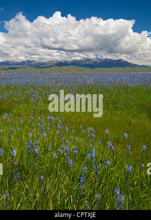 Camas County, Idaho: Centennial Marsh Camas Prairie Stock Photo - Alamy