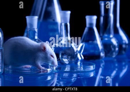 Rats in laboratory. Experiments on animals Stock Photo - Alamy