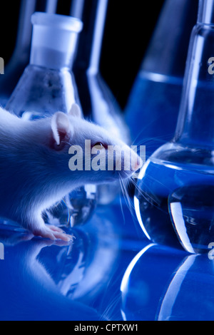 rats in the science lab and chemical glass Stock Photo - Alamy