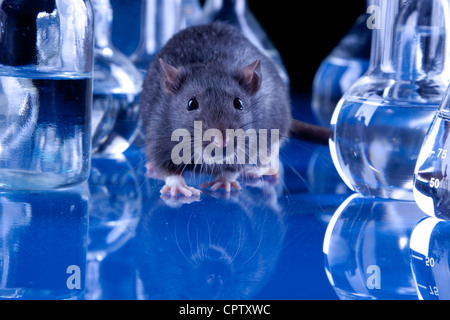 rats in the science lab and chemical glass Stock Photo - Alamy