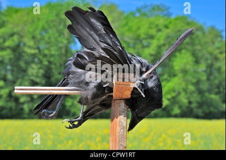 A dead crow tied to a stake in a Swiss field of young sunflowers, to ...