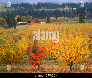 Fruit orchard (Bartlett pears) in bright fall color with farm ridges of ...