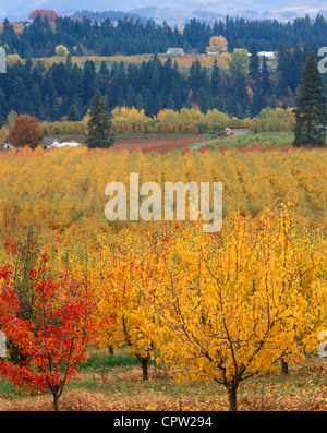 Fruit orchard (Bartlett pears) in bright fall color with farm ridges of ...