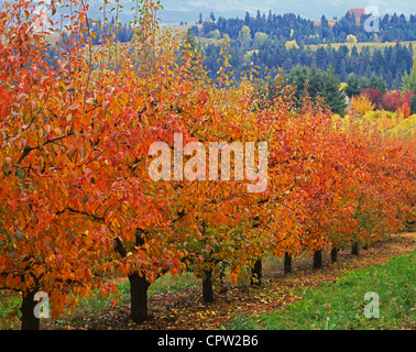 Fruit orchard (Bartlett pears) in bright fall color with farm ridges of ...
