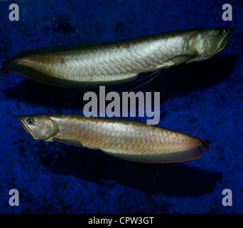 Two Silver Arowana freshwater bonytongue fish from the Amazon river ...