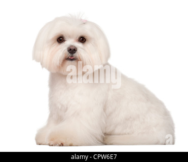 White maltese side view. Furry dog on the table. Young purebred dog ...
