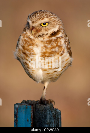 Close up of a small Burrowing Owl Stock Photo - Alamy