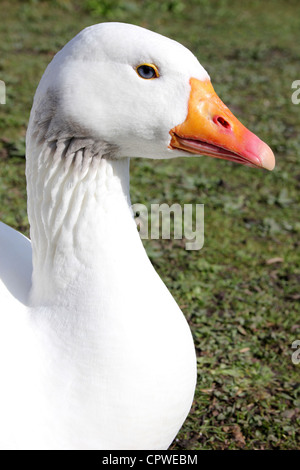 White farmyard domestic geese Stock Photo - Alamy