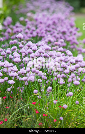 Chives in flower in an English garden in summer Stock Photo - Alamy