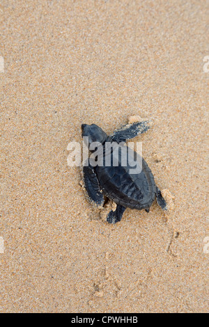 Loggerhead sea turtles hatch from their nest Stock Photo - Alamy