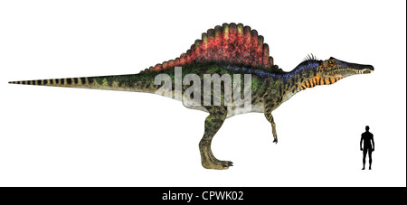 Illustration of a Spinosaurus (dinosaur species) isolated on a white ...