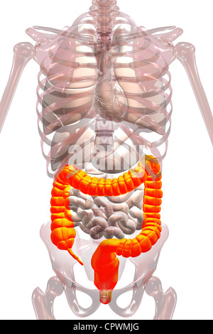 Anatomical illustration showing the appendix, cecum and colon Stock ...