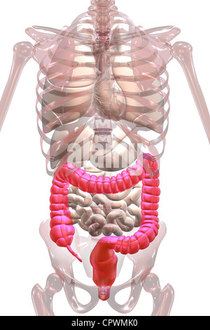 Anatomical illustration showing the appendix, cecum and colon Stock ...