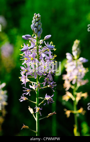 Wild Hyacinth, Camassia scilloides Stock Photo - Alamy