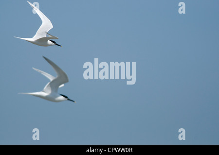 Sandwich Tern in flight at Cemlyn Lagoon Anglesey UK Stock Photo - Alamy