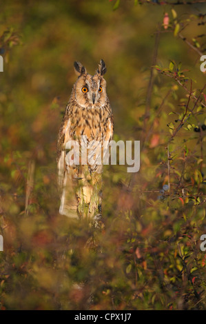 Long-eared owl perched in tree Stock Photo - Alamy
