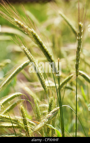 Secale cereale, Rye Stock Photo - Alamy