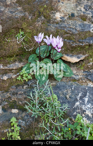 Cyprus wild flowers, Cyprus Cyclamen Stock Photo - Alamy
