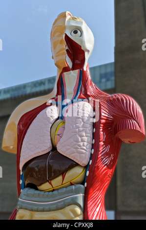Human Anatomy by Damien Hirst, Tate Modern, London, England Stock Photo ...