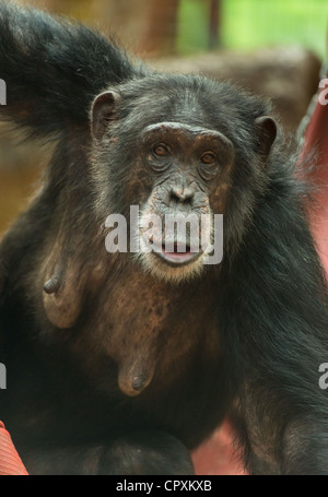 Old female chimpanzee Stock Photo - Alamy