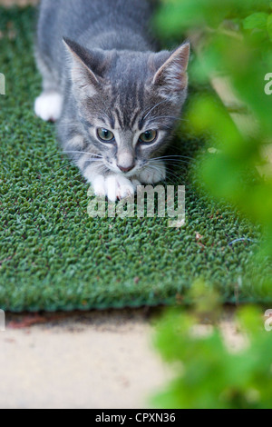 Domestic cat crouched down on a white background licking its lips Stock ...