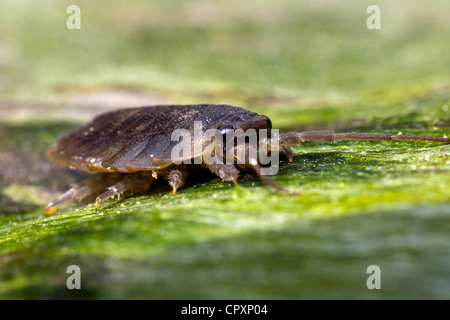 Sea slater / Beach woodlouse (Ligia oceanica) on the margins of a rock ...