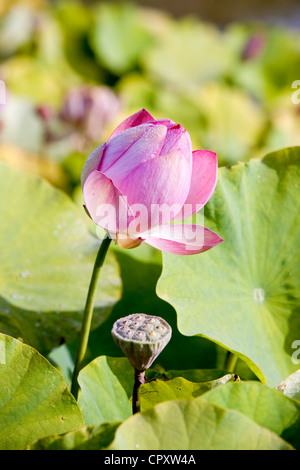 France, Dordogne, Carsac water gardens, frog on a hydrophobic lotus ...