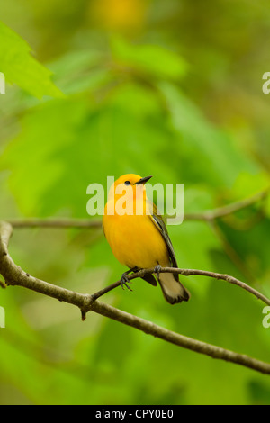 The Prothonotary Warbler, a small migratory bird, is featured in this ...