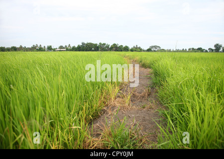 the way in green farm rice Stock Photo - Alamy