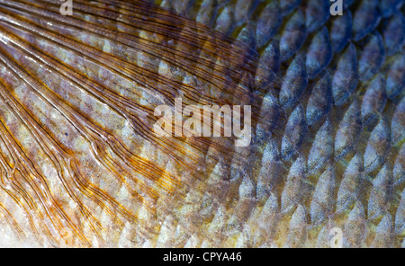 Skin and scales of a 1.1 kg freshwater perch ( perca fluviatilis Stock ...