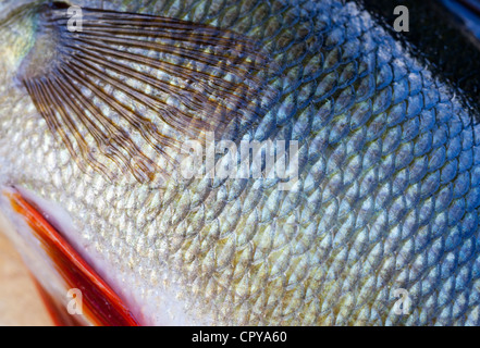 Closeup of fin , skin and scales of a 1.1 kg European freshwater perch ...