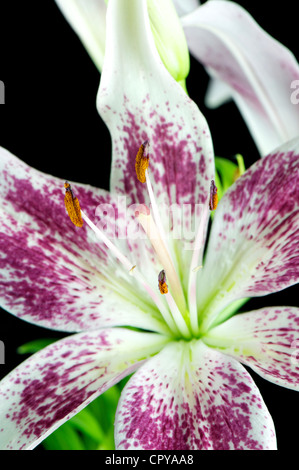purple lily in blooming shot by a closeup lens Stock Photo - Alamy