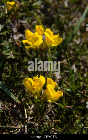 Yellow Birdsfoot Trefoil (Lotus corniculatus Stock Photo - Alamy
