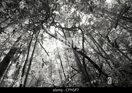 In the Amazon rain forest in Tumucumaque Mountains National Park Stock ...