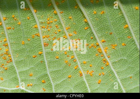 Frangipani rust on frangipani leaf Stock Photo - Alamy