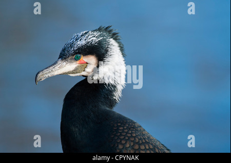 European cormorant Phalacrocorax carbo, head and eye detail, UK Stock ...