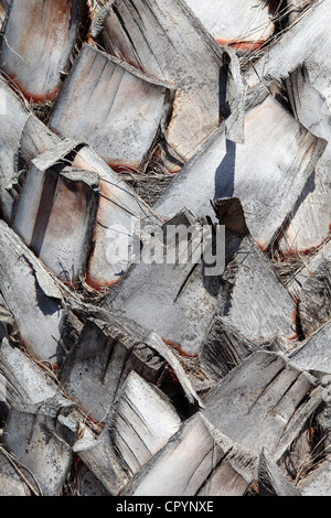 full frame image of bark of palm tree background Stock Photo - Alamy