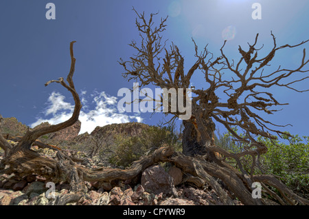 Alligator Juniper Tree (Juniperus deppeana), Chiricahua Mountains ...