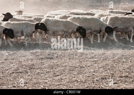 Flock of white sheep grazing on dry grassy hill against cloudy sky near ...