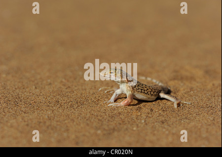 A shovel-snouted lizard (Meroles anchietae) on a sand dune, Namib ...