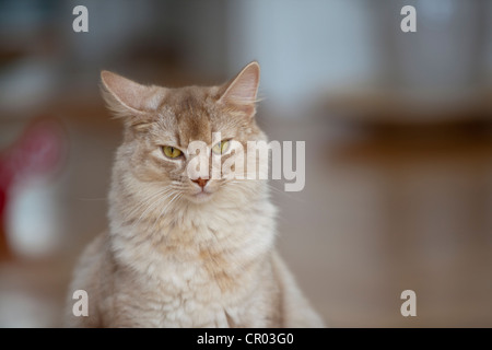 silver coloured somali cat portrait Stock Photo - Alamy