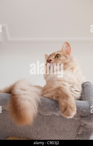 Somali cat, sorrel-silver, lying Stock Photo - Alamy