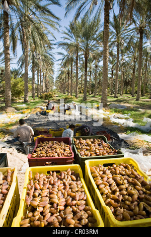 Tunisia, dates harvesting Stock Photo - Alamy