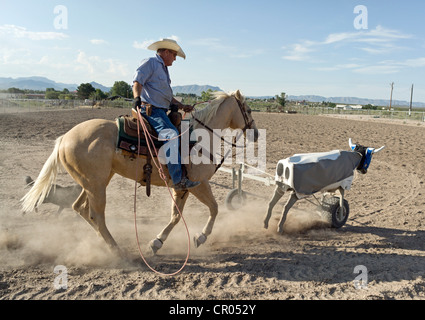 Team roper practicing with a mechanical steer Stock Photo - Alamy