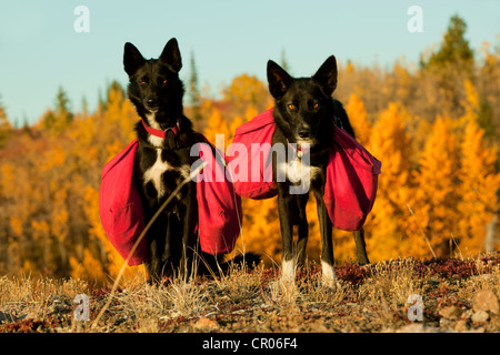 Two Alaskan Huskies as pack dogs, with back packs, Tombstone Mountains ...
