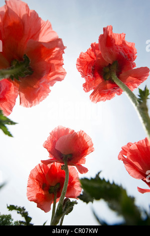 Papaver somniferum, Opium Poppy Stock Photo - Alamy