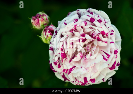 Climbing rose (Rosa), Ferdinand Pichard, remontant Stock Photo - Alamy