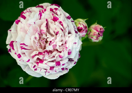 Climbing rose (Rosa), Ferdinand Pichard, remontant Stock Photo - Alamy