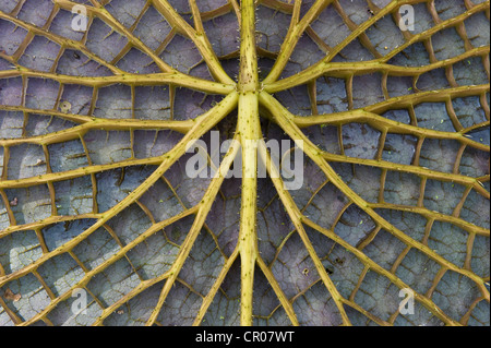 Leaf of a water lily (Victoria), Basel Botanical Garden, Switzerland ...